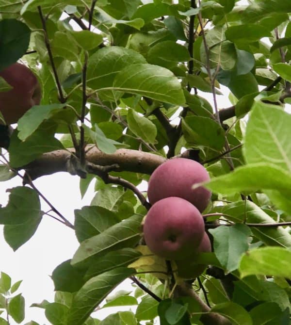 Homemade Apple Spice Liqueur -- Pesto for Pennies